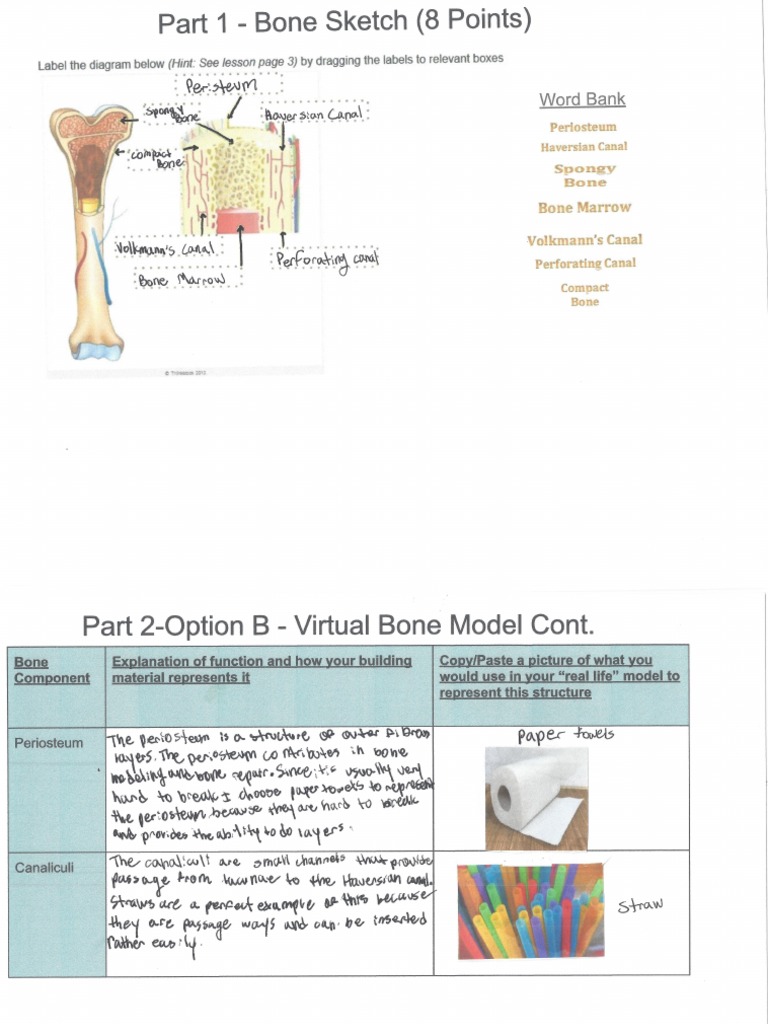 Canaliculi Compact Bone Model Labeled
