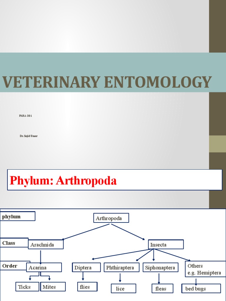 1-Mosquito - Veterinary Entomology | PDF | Mosquito | Insects