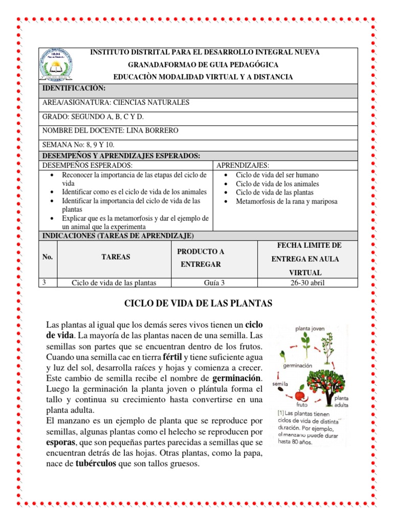Ciclo de La Vida de Las Plantas para Estudiantes | PDF | Germinación ...
