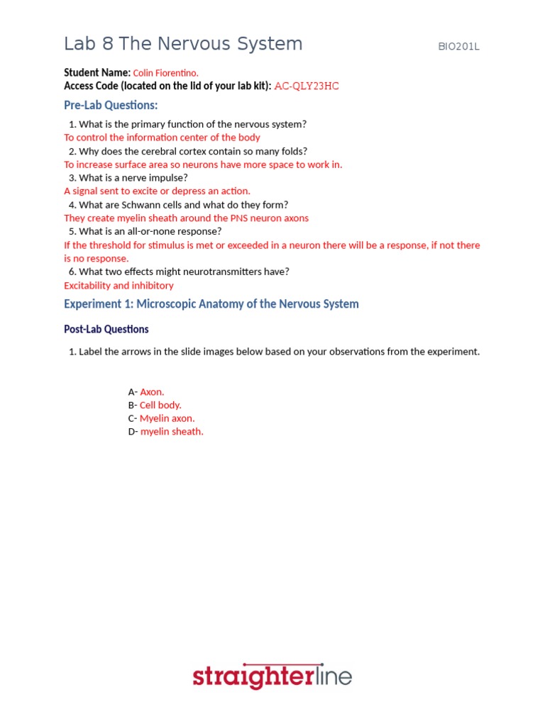 Lab 8 The Nervous System | PDF | Neuron | Axon