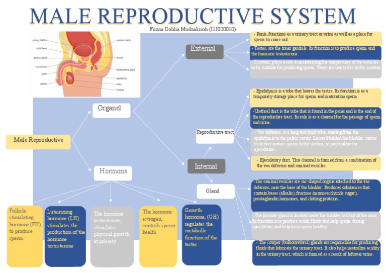 Mind Map Male Reproductive System | PDF | Reproductive System | Testicle