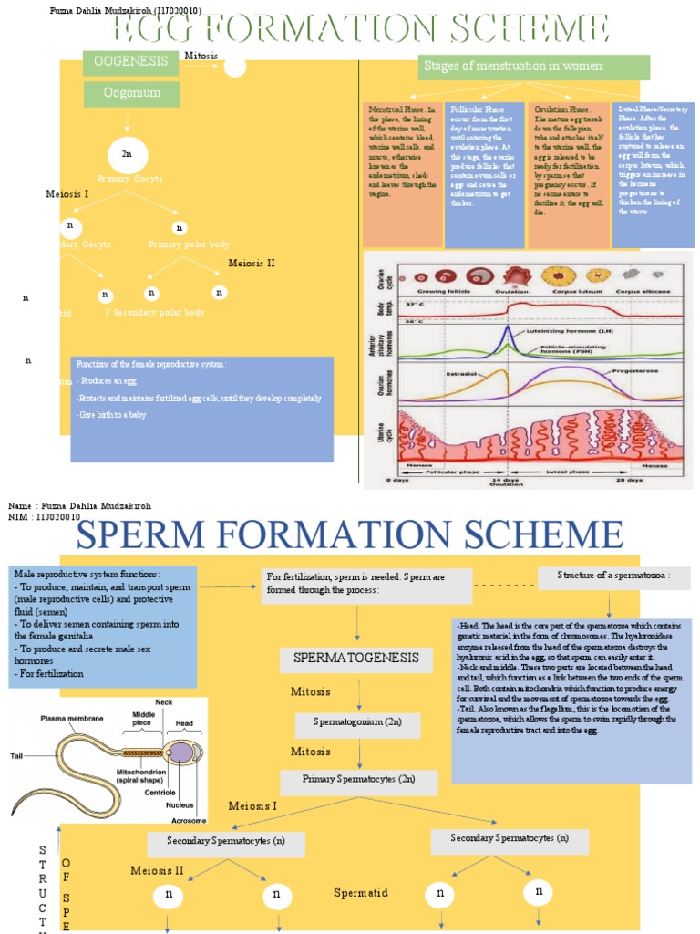 Mind Map Sceme Formulation Spem and Egg | PDF | Menstrual Cycle ...