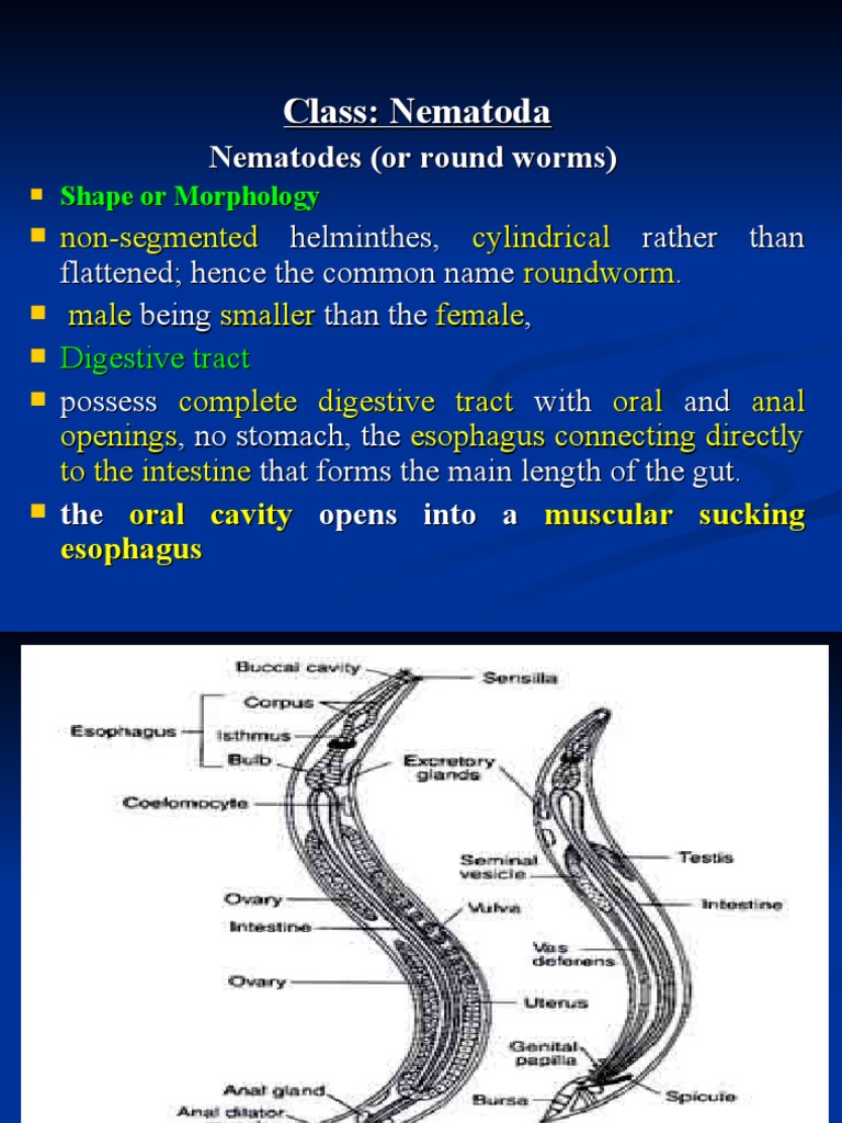 General Characters Of Nematodes Lecture Pdf
