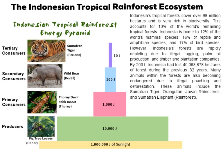 Rainforest Biome Energy Pyramid