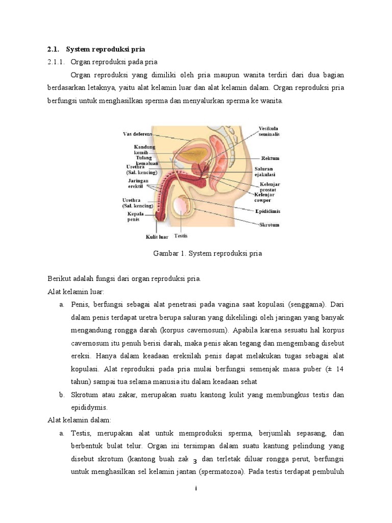 Sistem Reproduksi Manusia | PDF