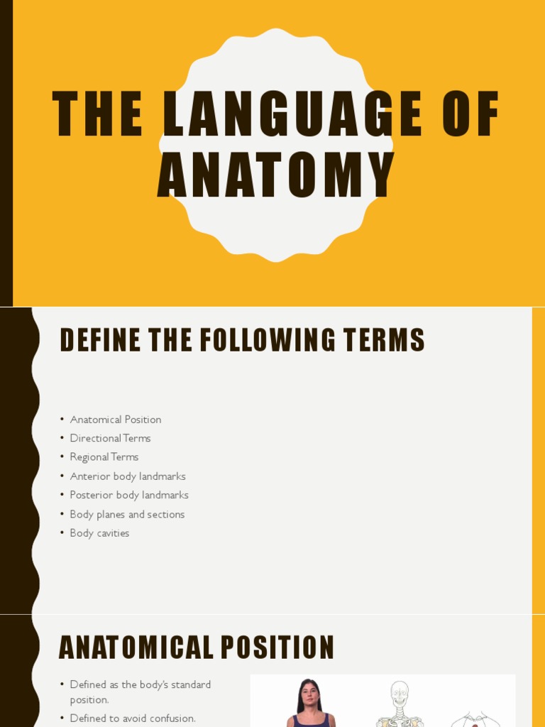 Language of Anatomy | PDF | Anatomical Terms Of Location | Anatomy