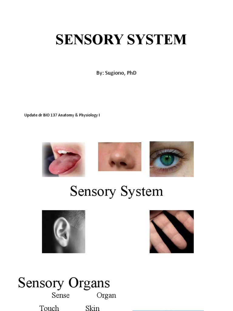 Understanding the Sensory System: A Comprehensive Overview of Sensory ...