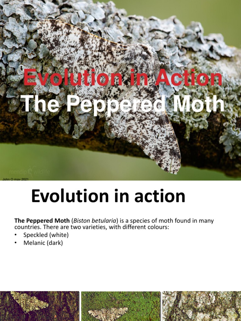 Peppered Moth PowerPoint | PDF | Evolutionary Biology | Biology