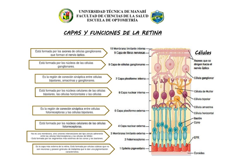 Capas y Funciones de La Retina | PDF