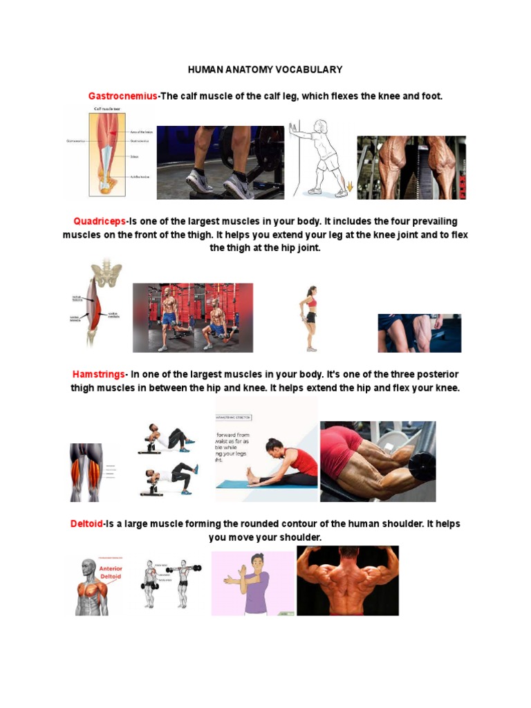 Human Anatomy Vocabulary Guide | PDF