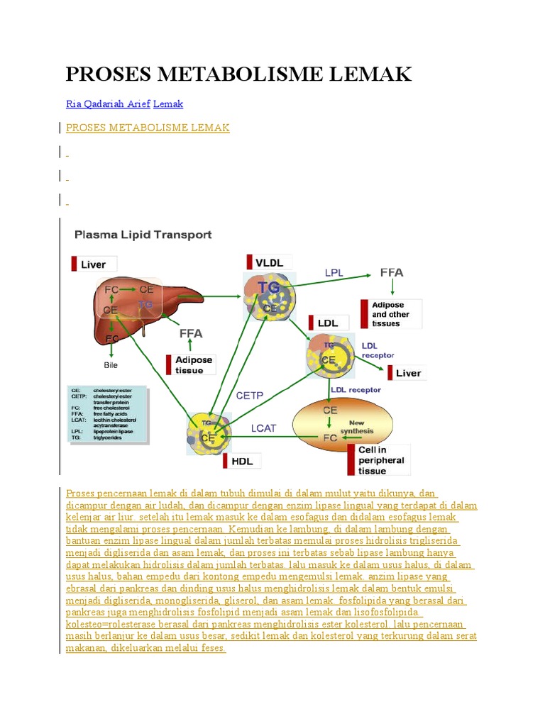 Proses Metabolisme Lemak | PDF