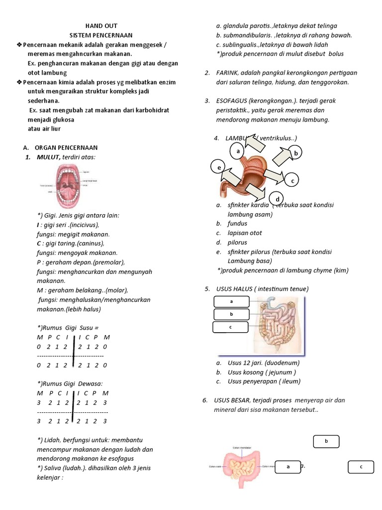 Rangkuman Sistem Pencernaan | PDF