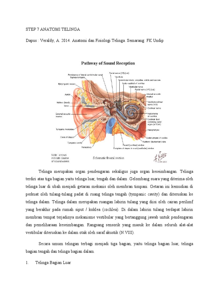 Step 7 Anatomi Telinga | PDF