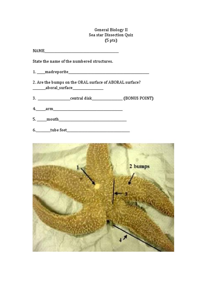 Sea Star Dissection Quiz | PDF