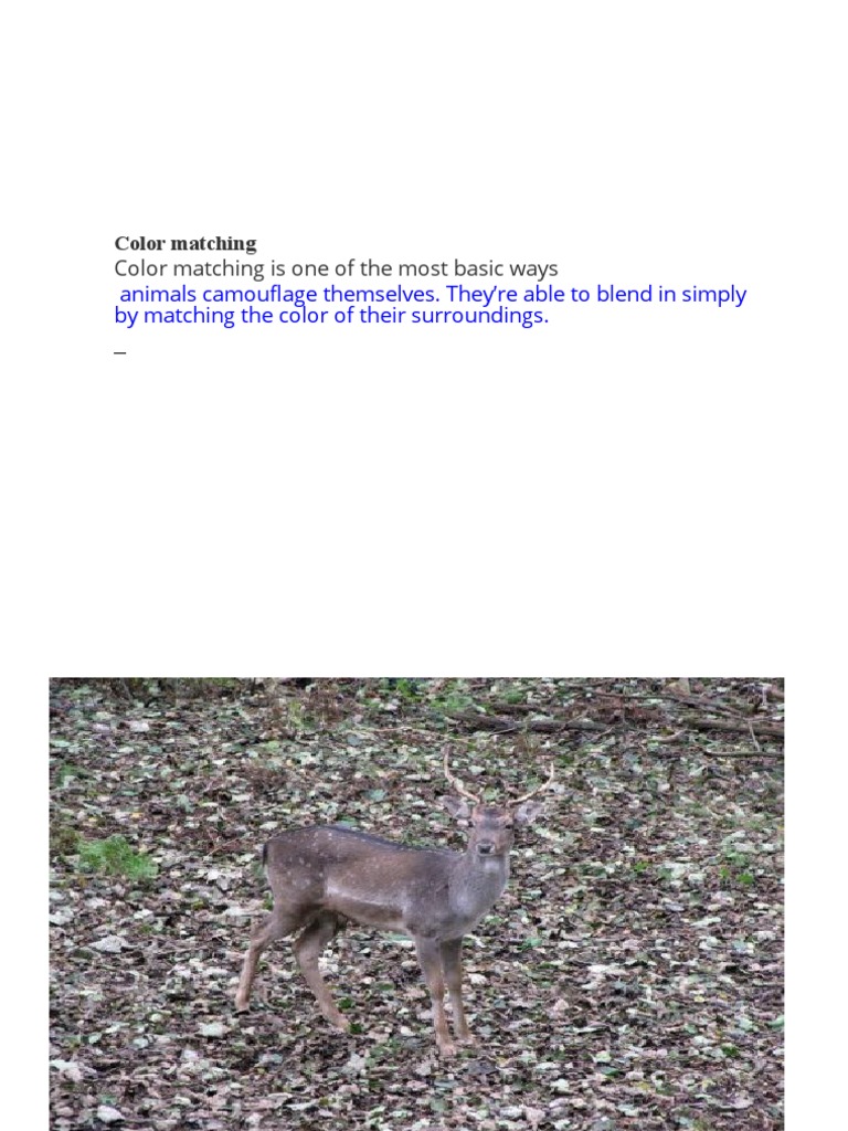 Animal Camouflage Techniques | PDF | Camouflage | Mimicry