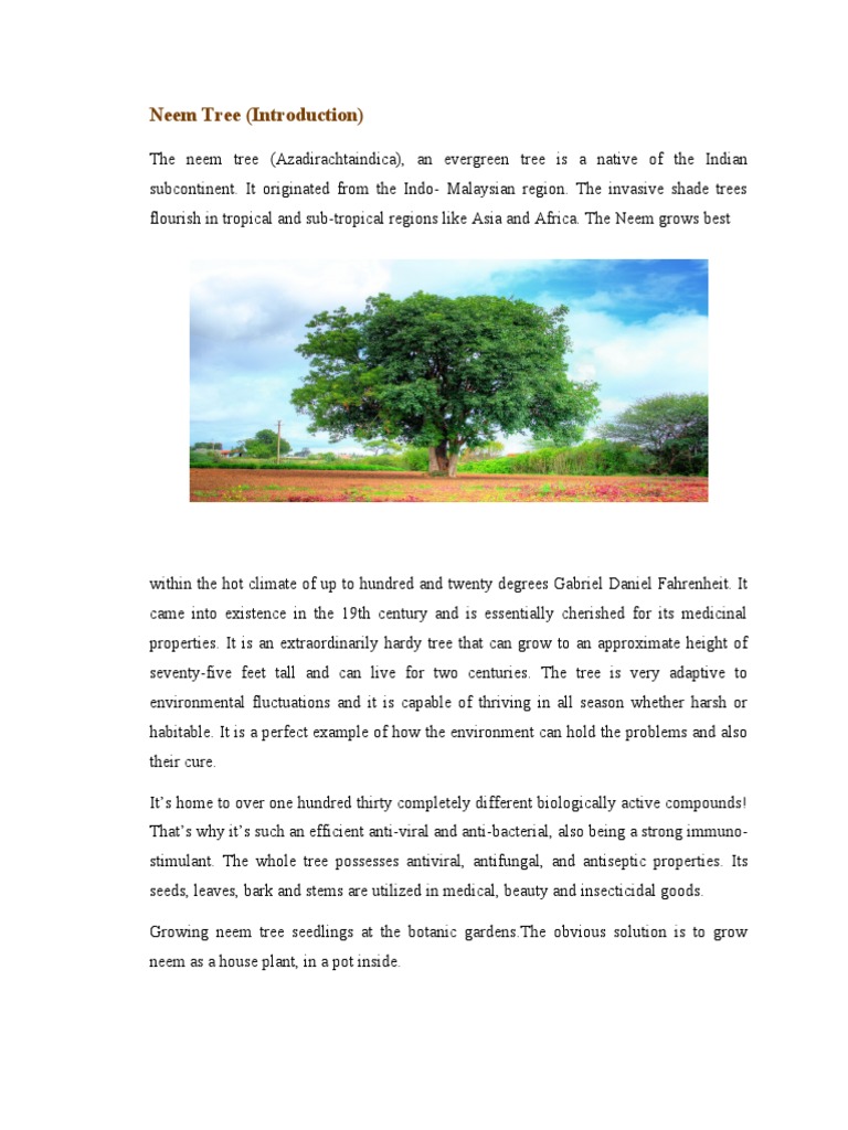 Neem Tree (Introduction) | PDF | Trees | Root