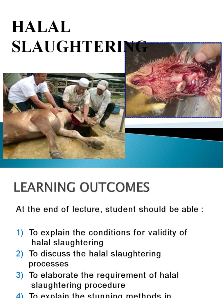04 3 - Halal Slaughtering Ama Editted | PDF | Animal Slaughter | Animal ...