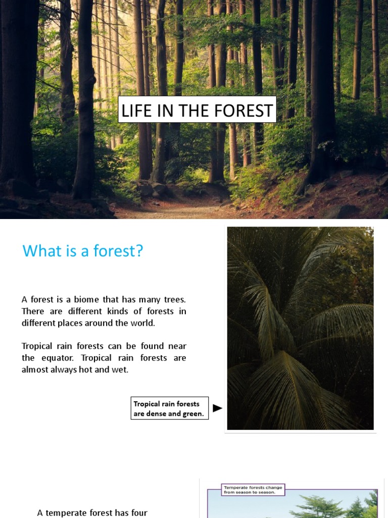 Forest Life and Adaptations | PDF