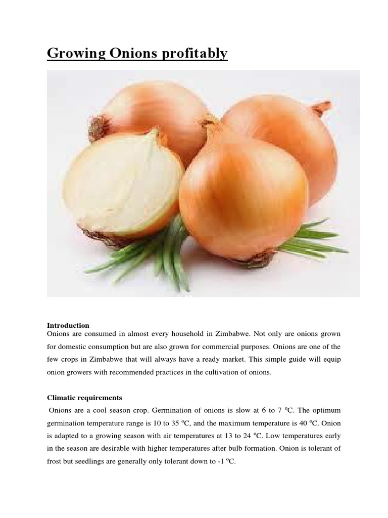 Onion Farming Guide for Zimbabwe | PDF | Onion | Fertilizer