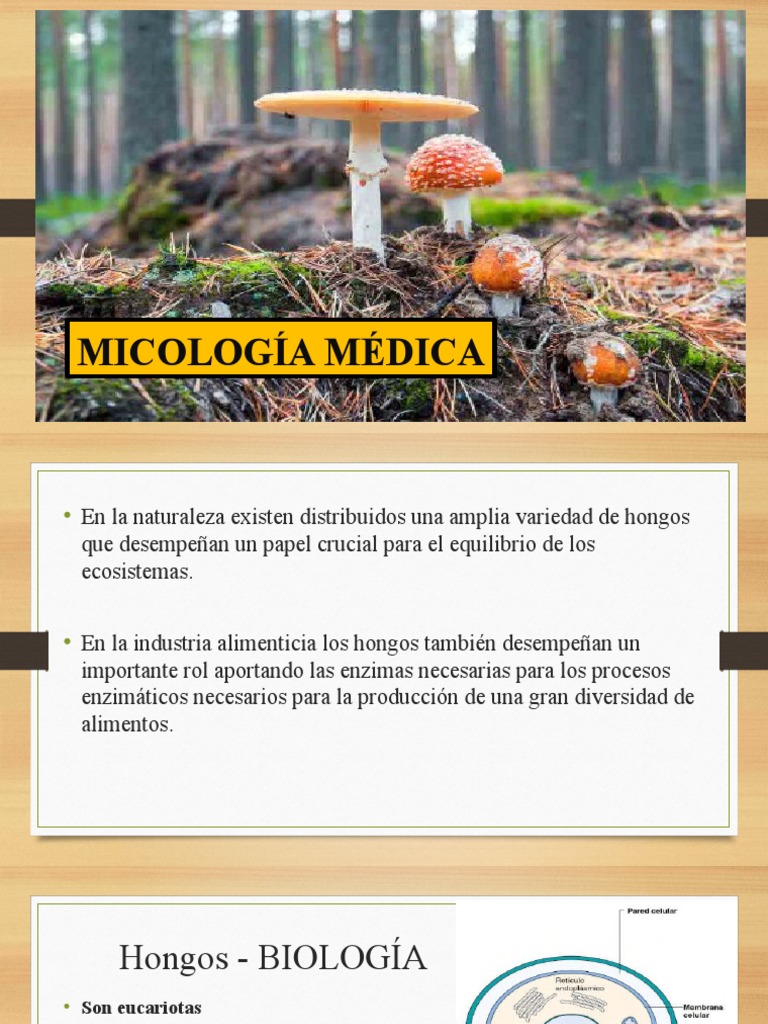 Micologia Generalidades | PDF | Micotoxinas | Hongo