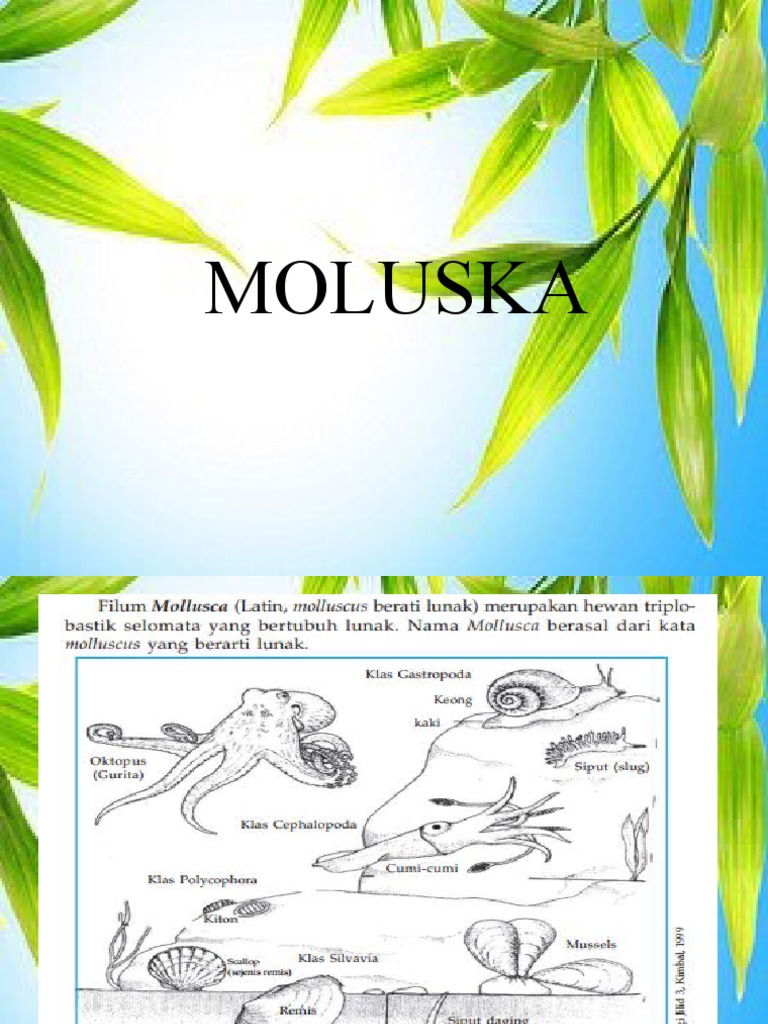 Mengenal Moluska dan Klasifikasinya | PDF