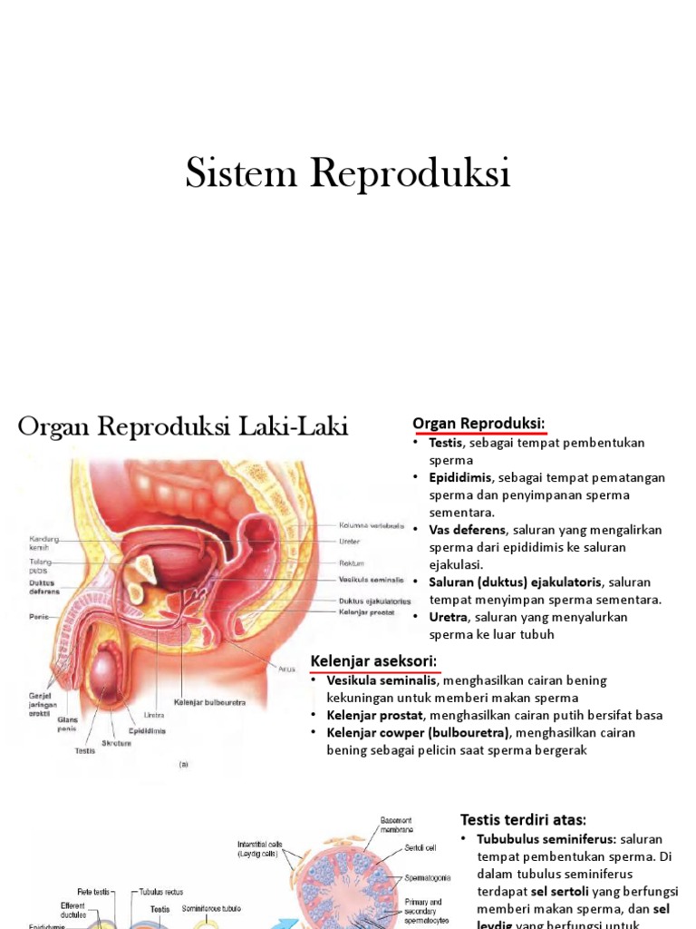 Sistem Reproduksi | PDF