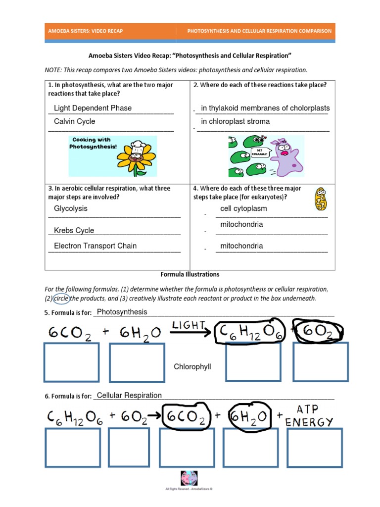 Amoeba Sister Video CR and Photosynthesis Questions | PDF ...