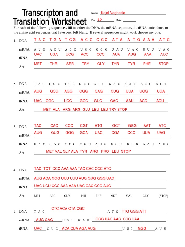 Transcription and Translation Practice | PDF | Ribosome | Biosynthesis
