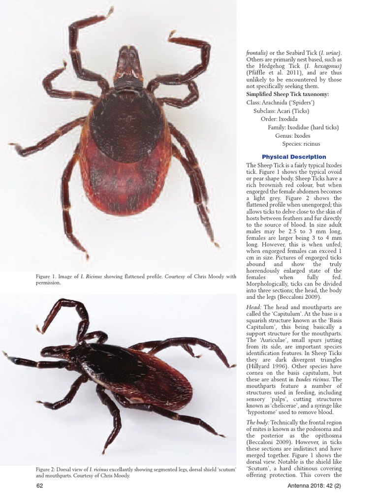 Simplified Sheep Tick Taxonomy:: Frontalis) or The Seabird Tick (I ...