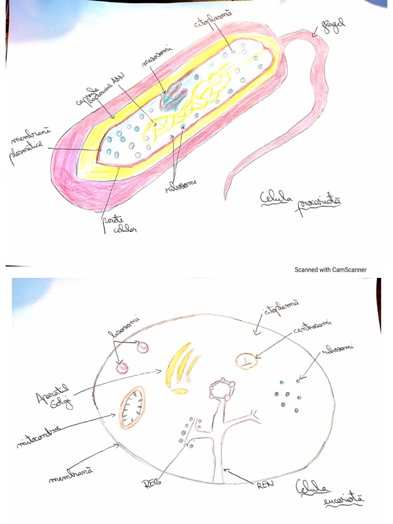 Portofoliu Biologie | PDF