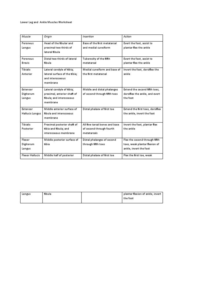 Lower Leg and Ankle Muscles: Origins, Insertions, and Actions | PDF