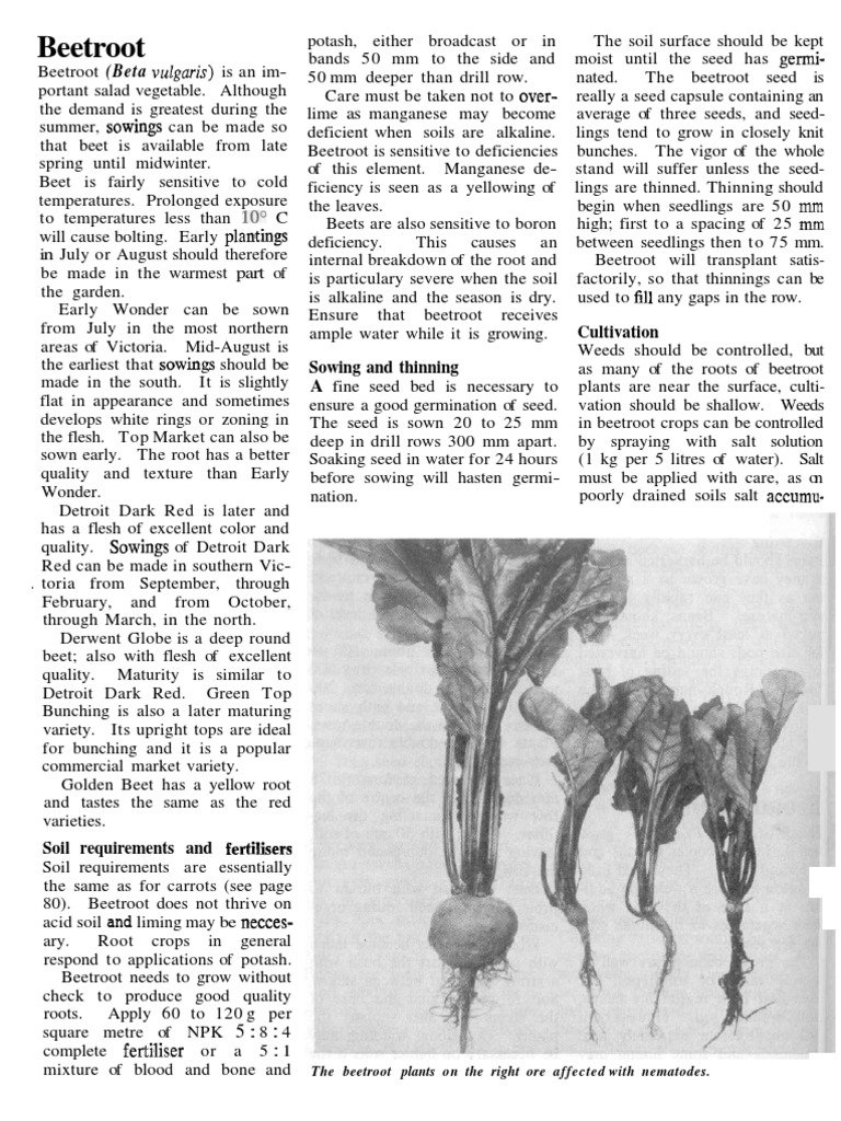 Beetroot Broccoli | PDF | Broccoli | Sowing