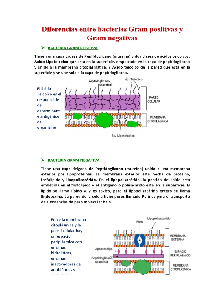 Bacterias Gram Negativas E Gram Positivas Revista Brasileira De