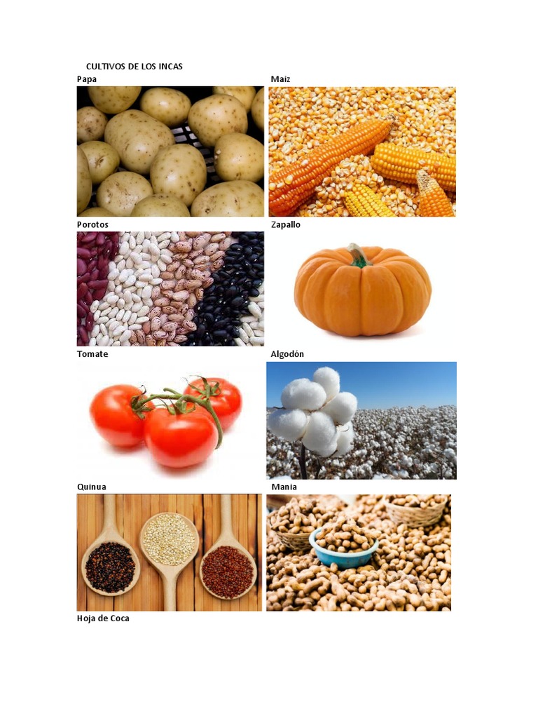 Cultivos y productos de los Incas | PDF