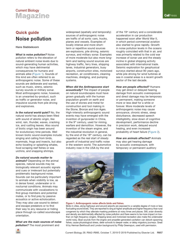 Magazine: Noise Pollution | PDF | Sound | Predation
