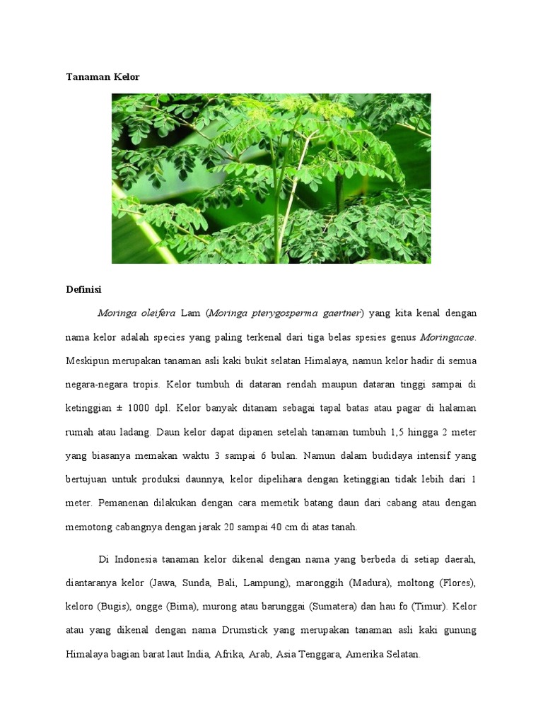Tanaman Kelor | PDF