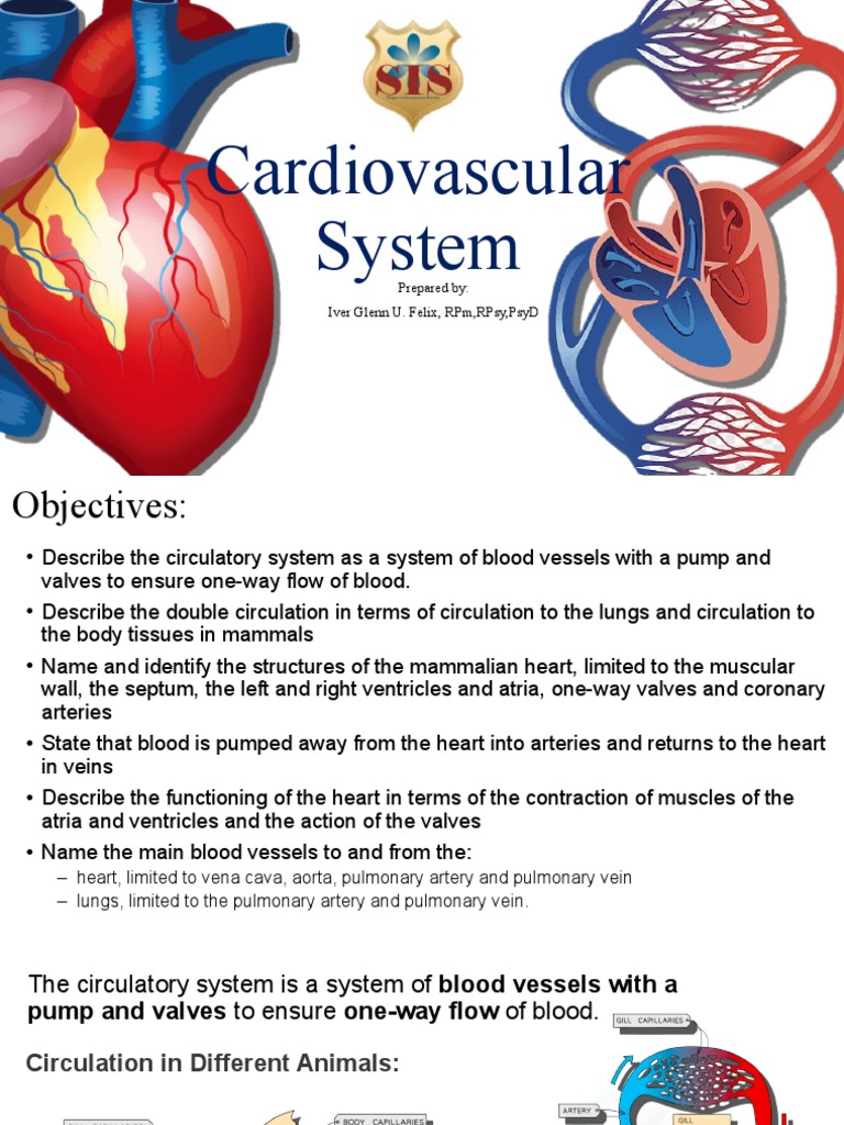 Cardiovascular System SD | PDF | Circulatory System | Artery