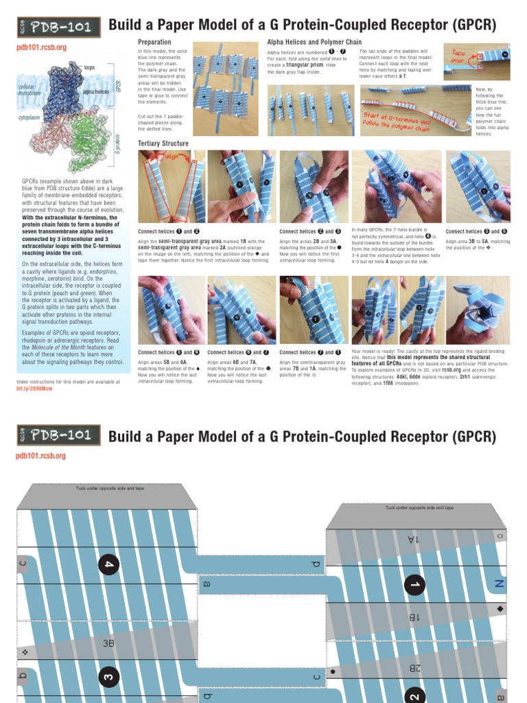 Build A Paper Model of A G Protein-Coupled Receptor (GPCR ...