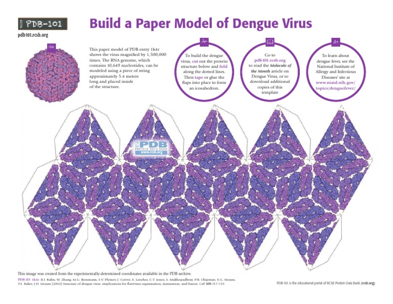 Build A Paper Model of Dengue Virus: Cut Fold Tape | PDF | Protein Data ...