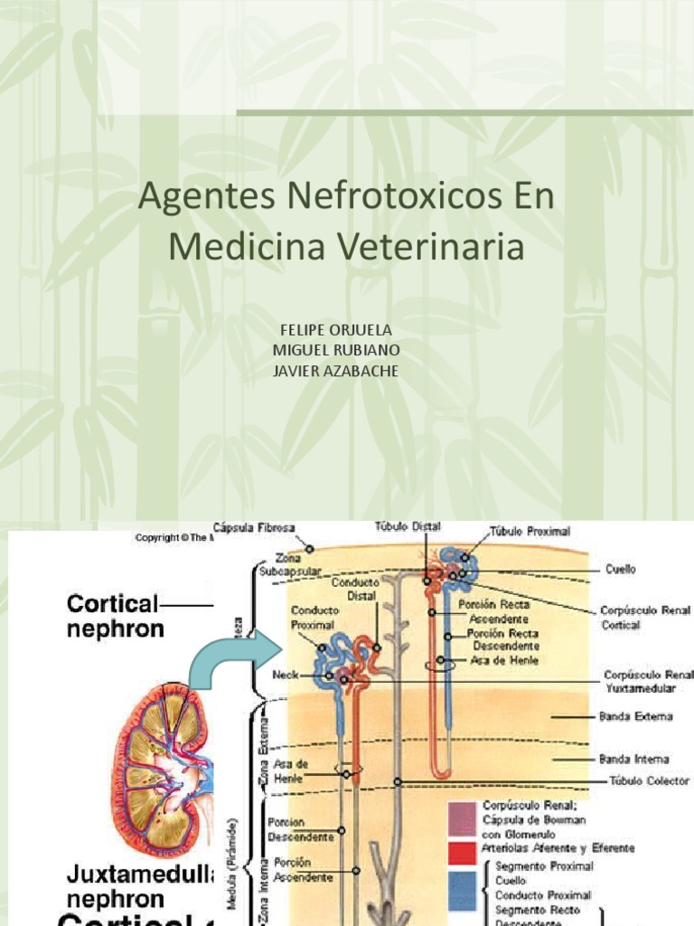 Nefrotoxicidad | PDF | Riñón | Medicina Interna