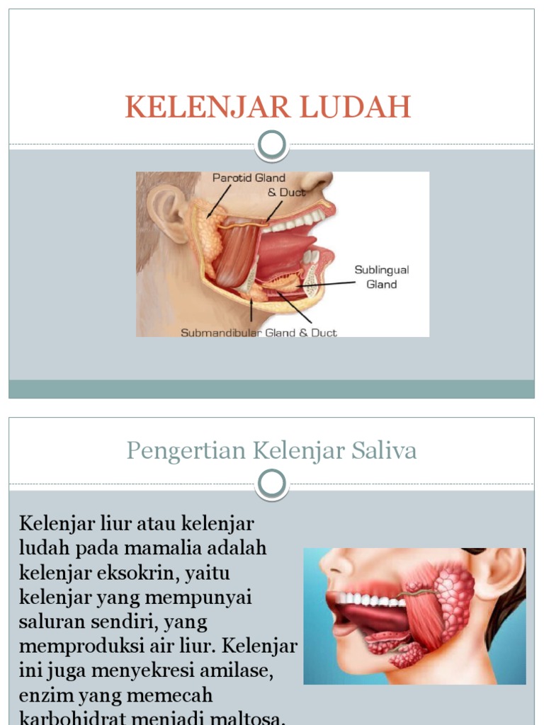 Kelenjar Ludah | PDF
