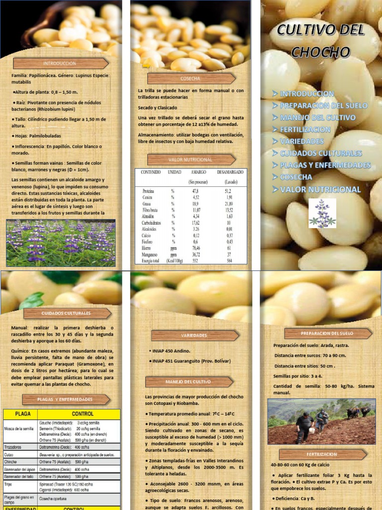 Chocho | PDF | Fertilizante | Agricultura