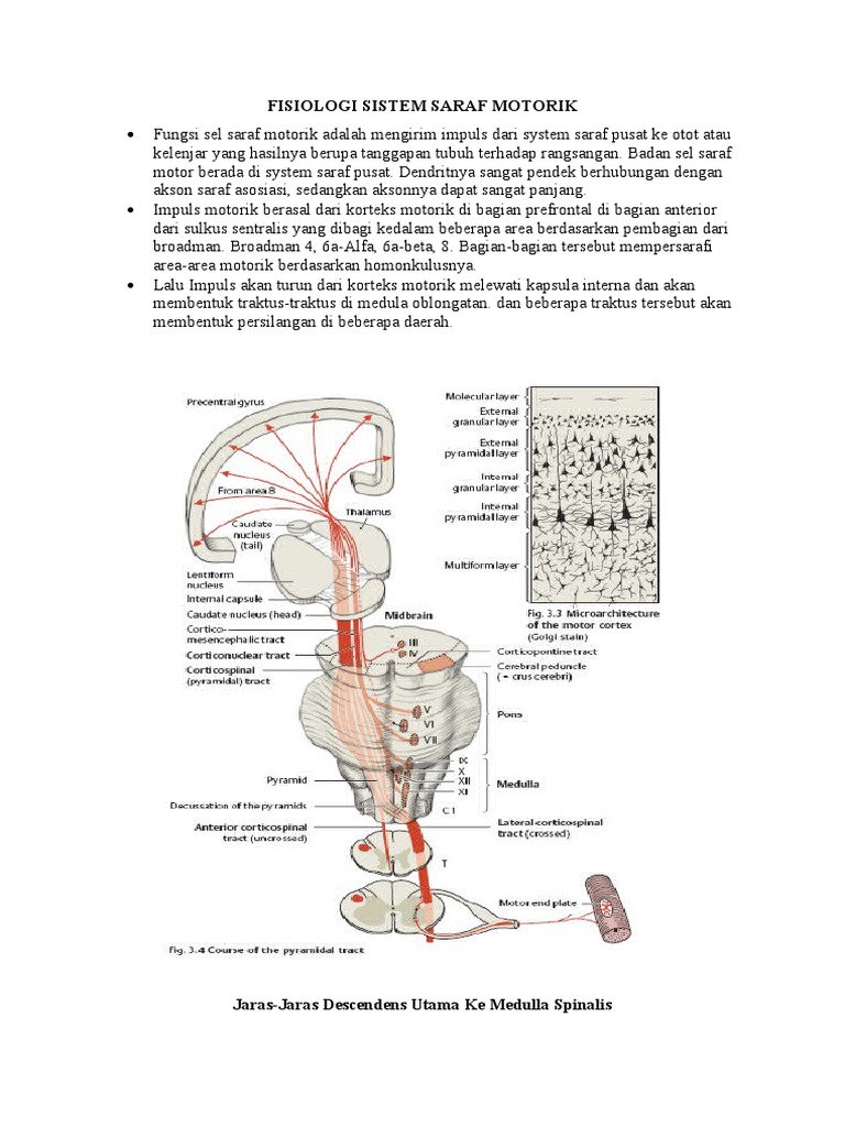 Fisiologi Sistem Saraf Motorik | PDF | Kajian Bahasa Asing | Sains ...