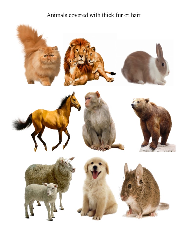 Animals Covered With Thick Fur or Hair | PDF