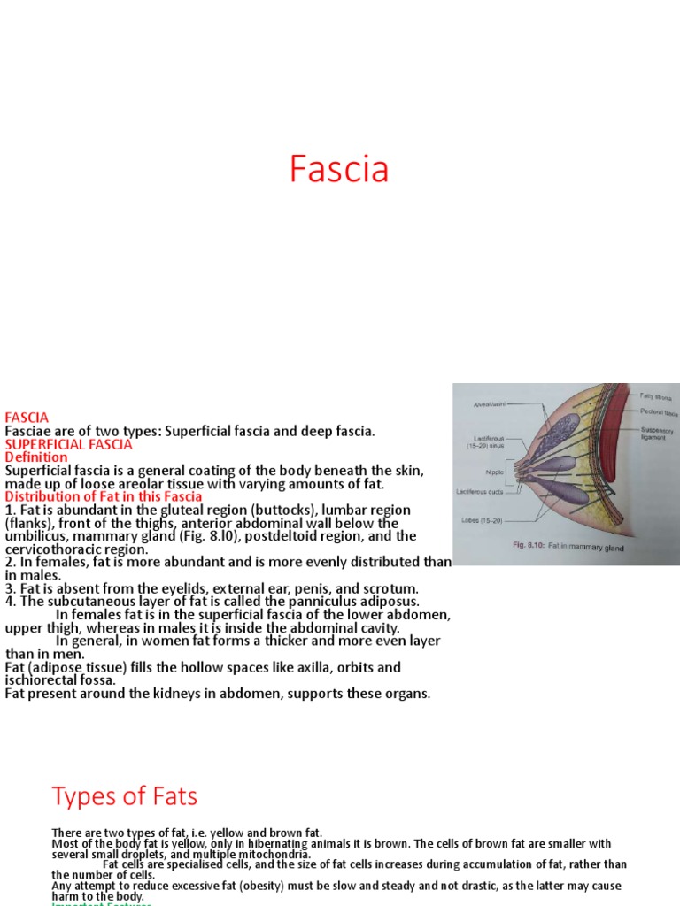 Fascia | PDF | Adipose Tissue | Skin