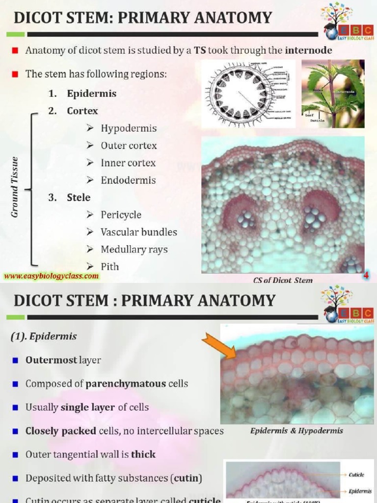 Anatomy of Dicot Stem Primary Structure PPT by Easybiologyclass