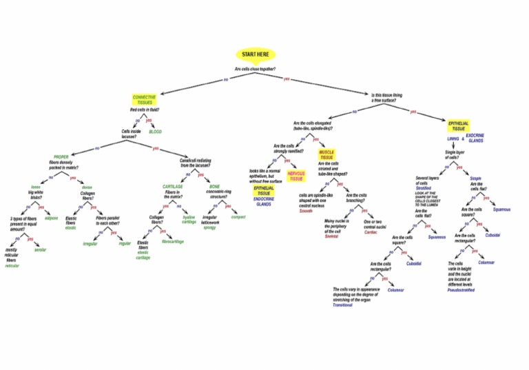 Histology Complete Tree Classification Easy Illustration | PDF