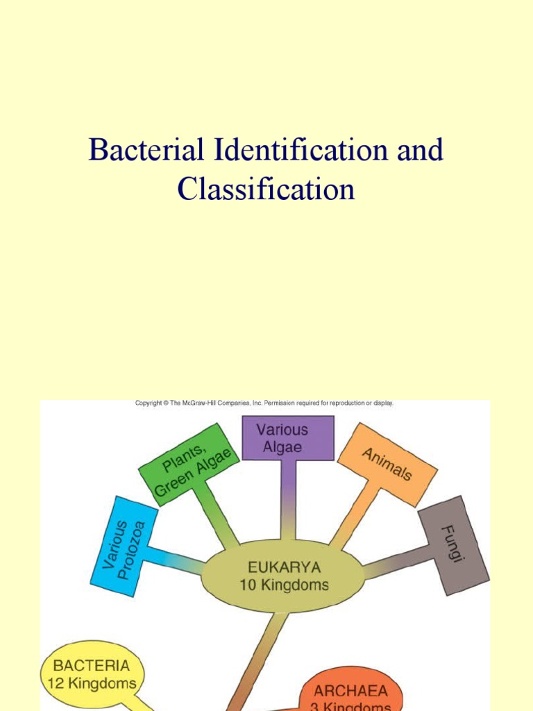 Bacterial Classification | PDF | Bacteria | Staining