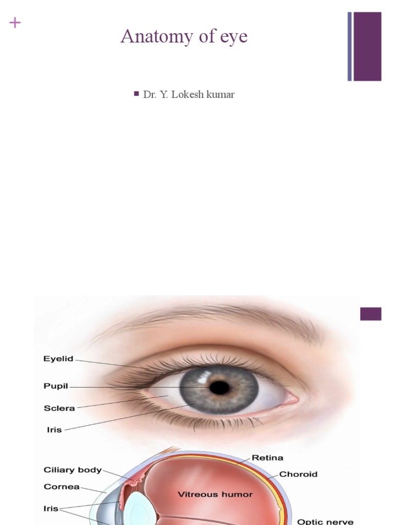 Anatomy of Eye: Dr. Y. Lokesh Kumar | PDF | Cornea | Visual System