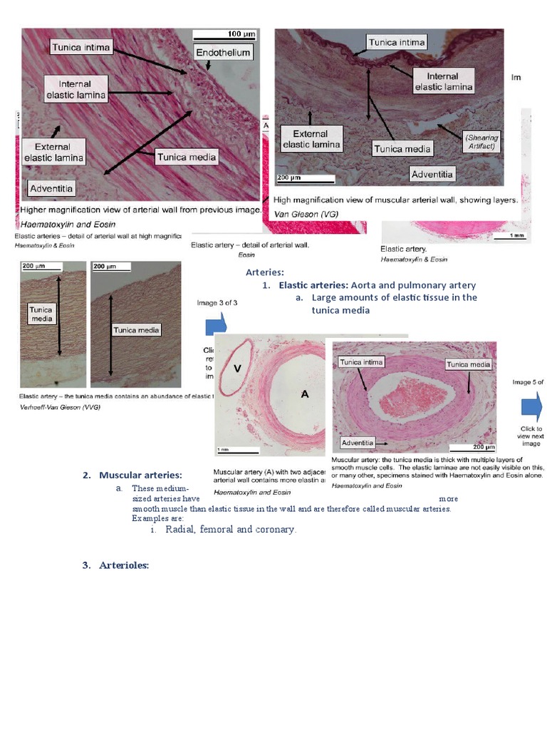 Blood Vessels Histology | PDF | Artery | Capillary